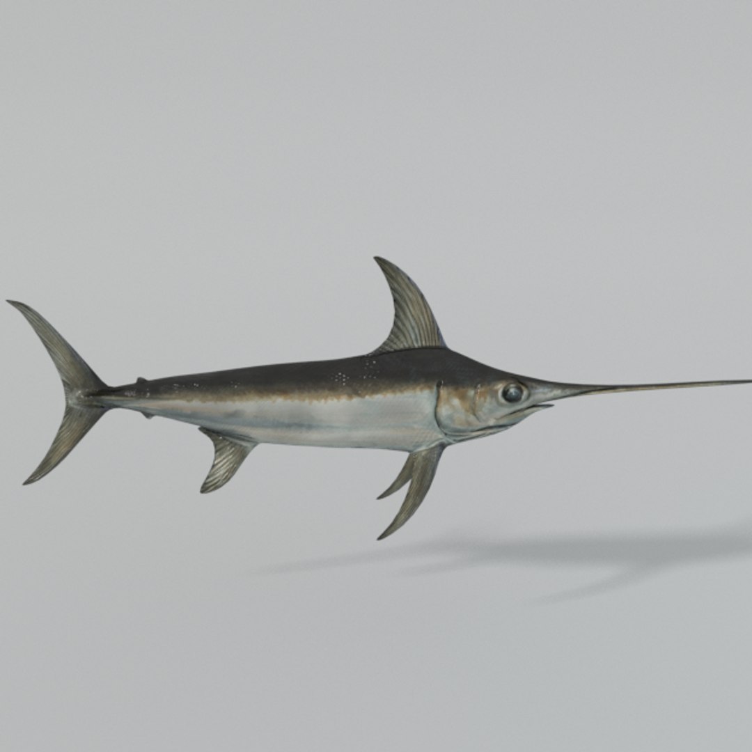 Fish swordfish model - TurboSquid 1316817