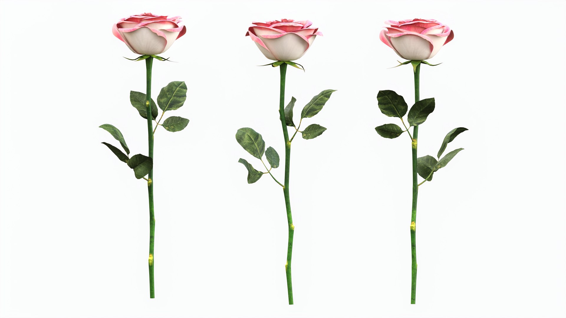 Single Beautiful Pink Rose 3D Model - TurboSquid 2238030