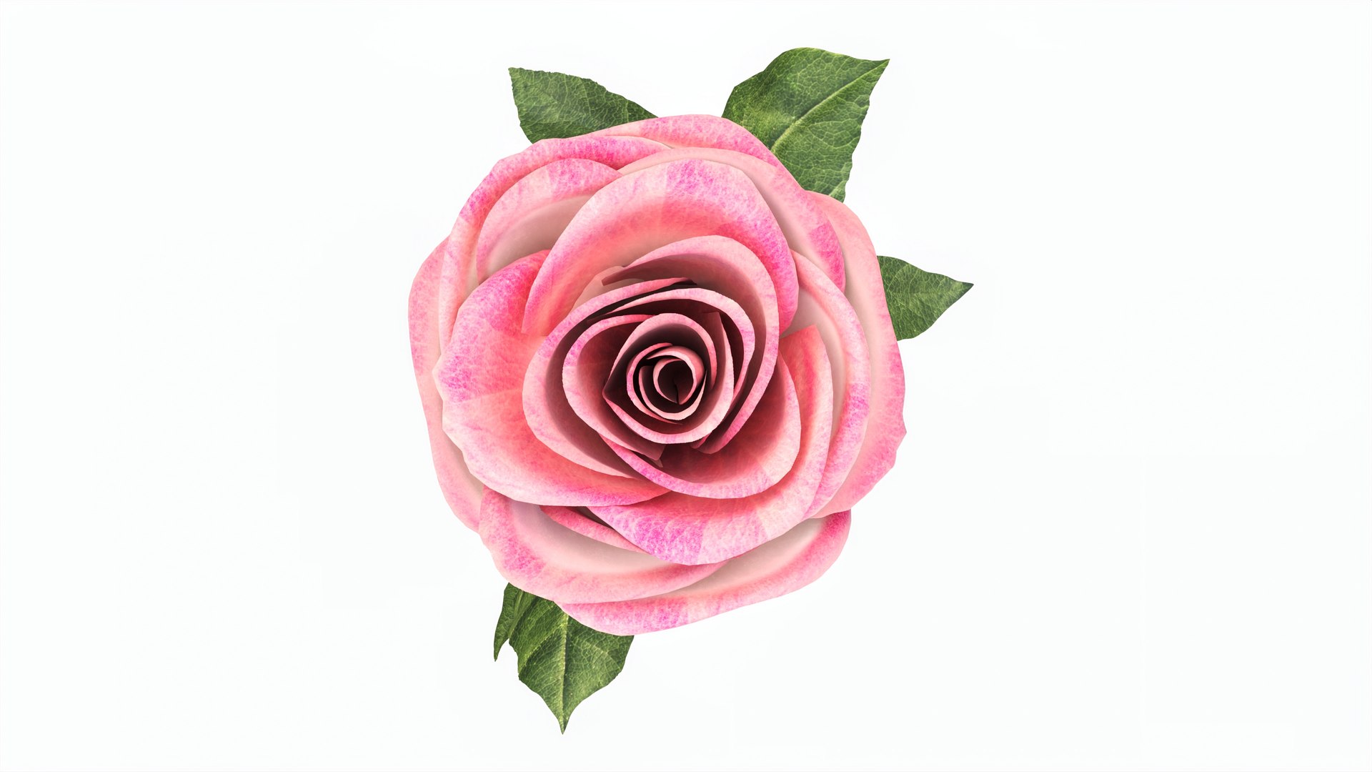 Single Beautiful Pink Rose 3D Model - TurboSquid 2238030