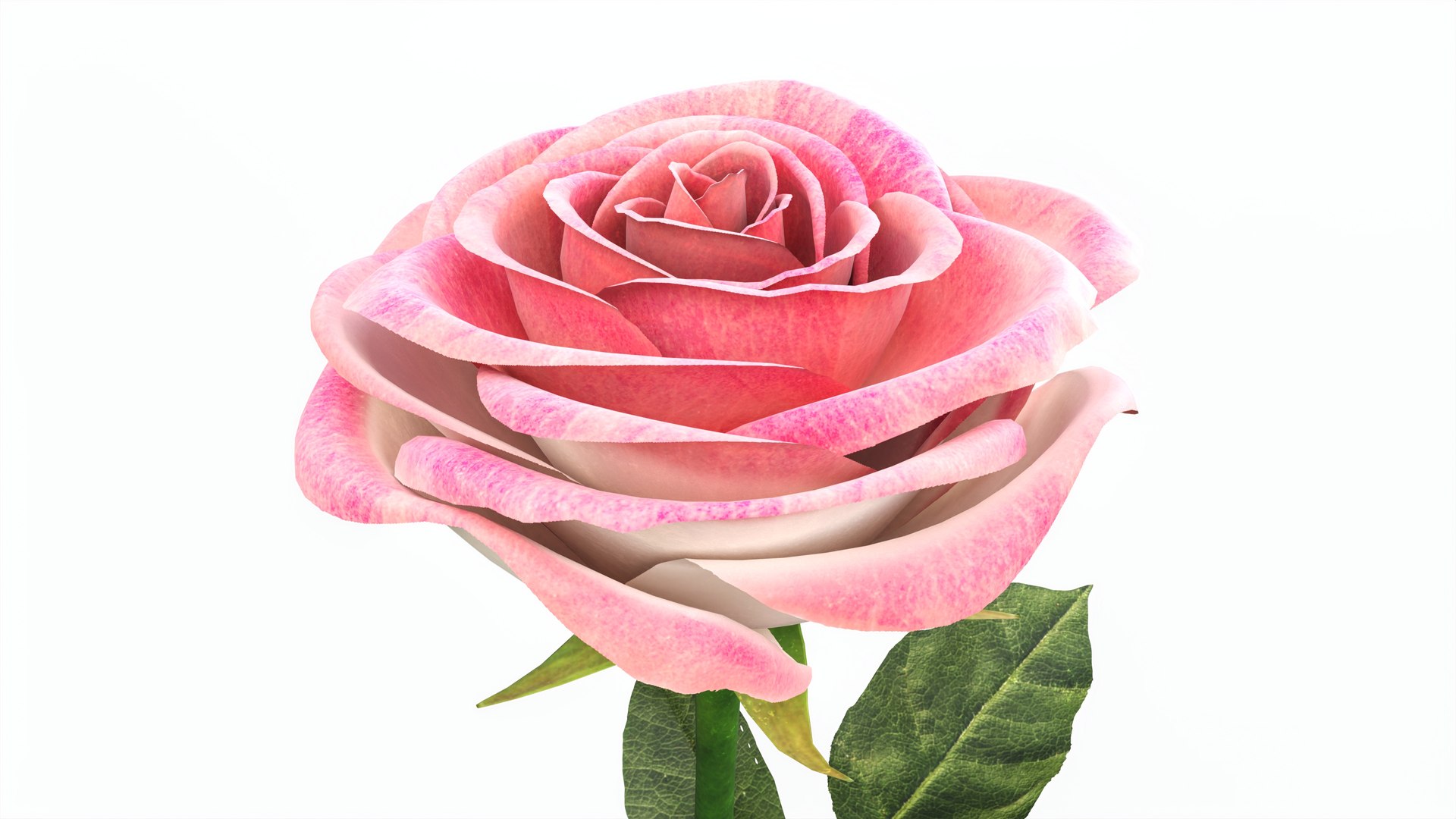 Single Beautiful Pink Rose 3D Model - TurboSquid 2238030