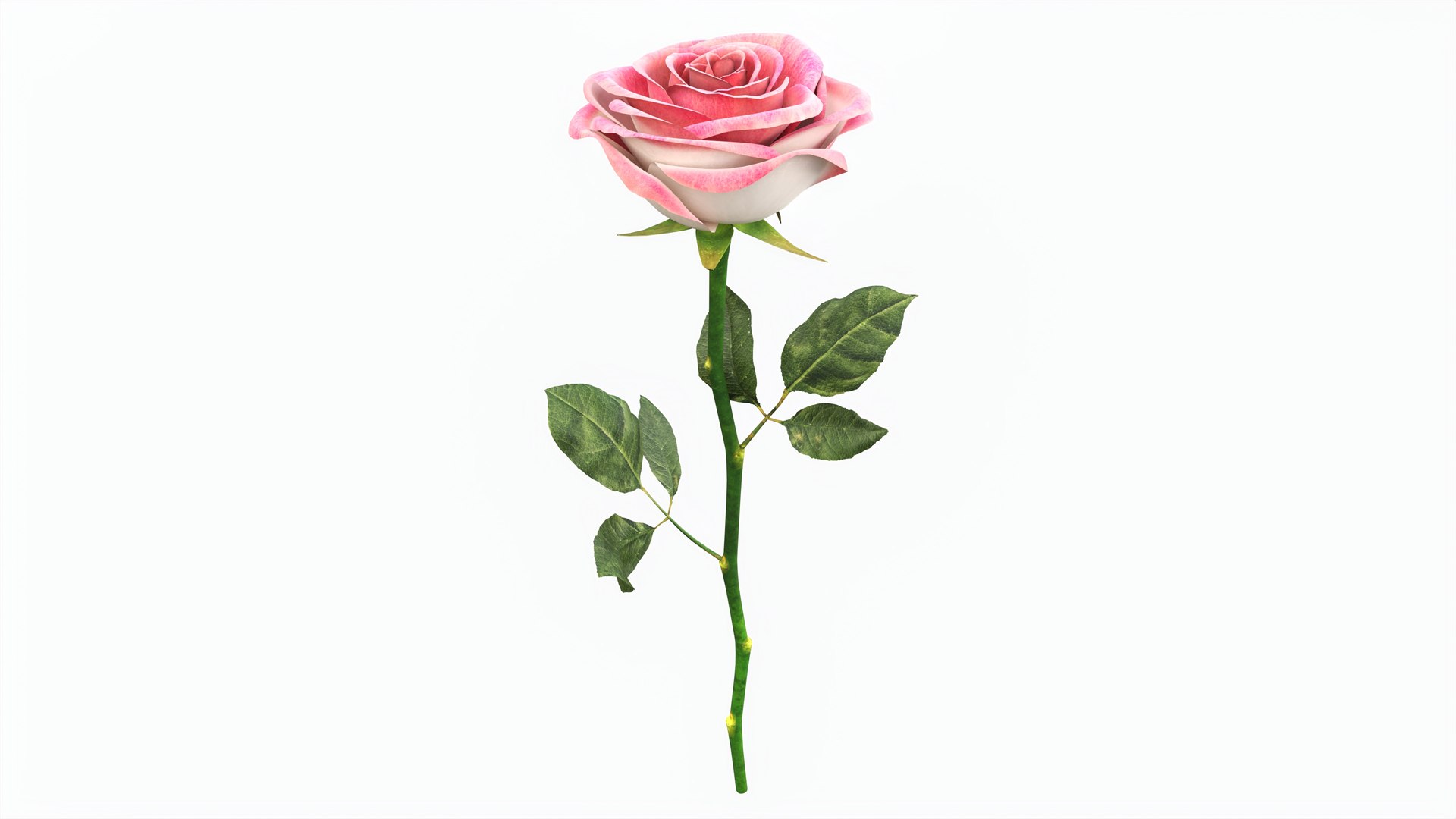 Single Beautiful Pink Rose 3D Model - TurboSquid 2238030