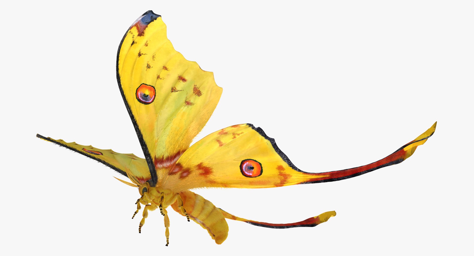 3d Model Comet Moth Flying Pose