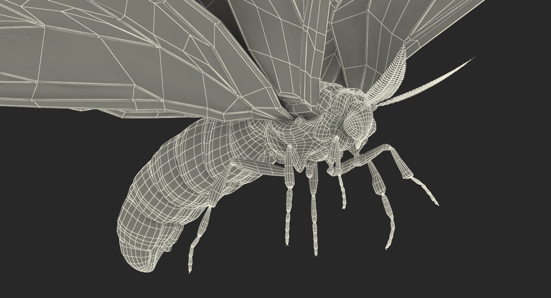 3d Model Comet Moth Flying Pose