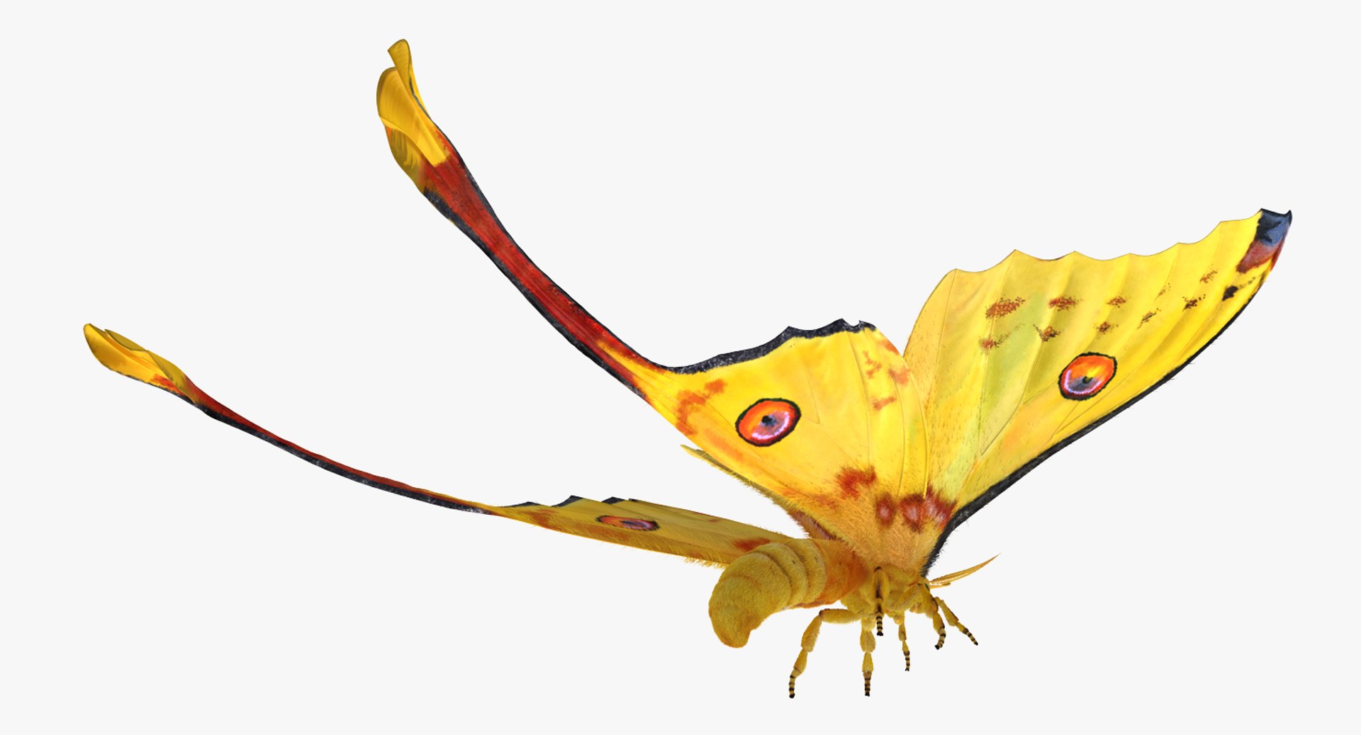 3d Model Comet Moth Flying Pose
