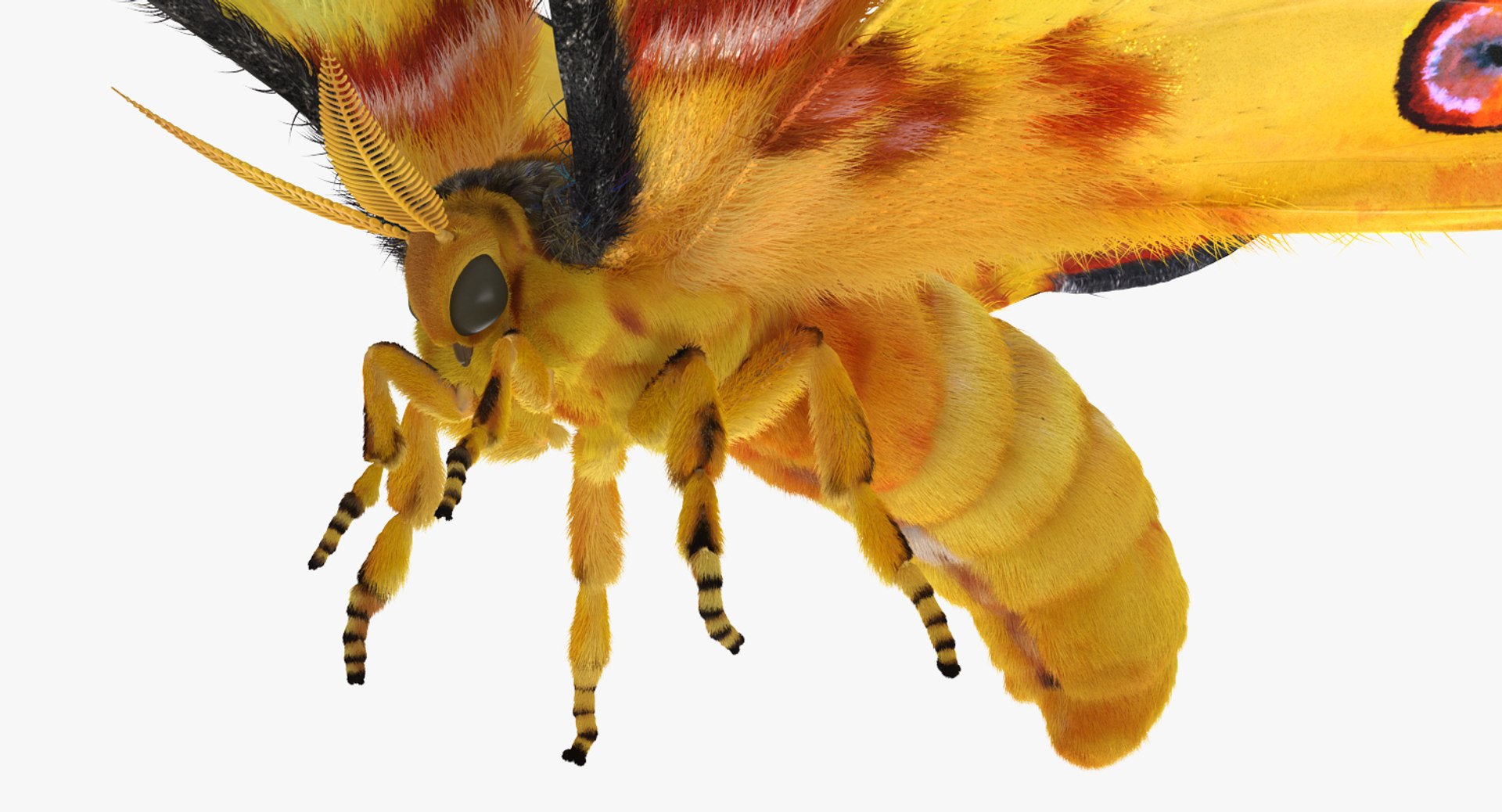 3d Model Comet Moth Flying Pose