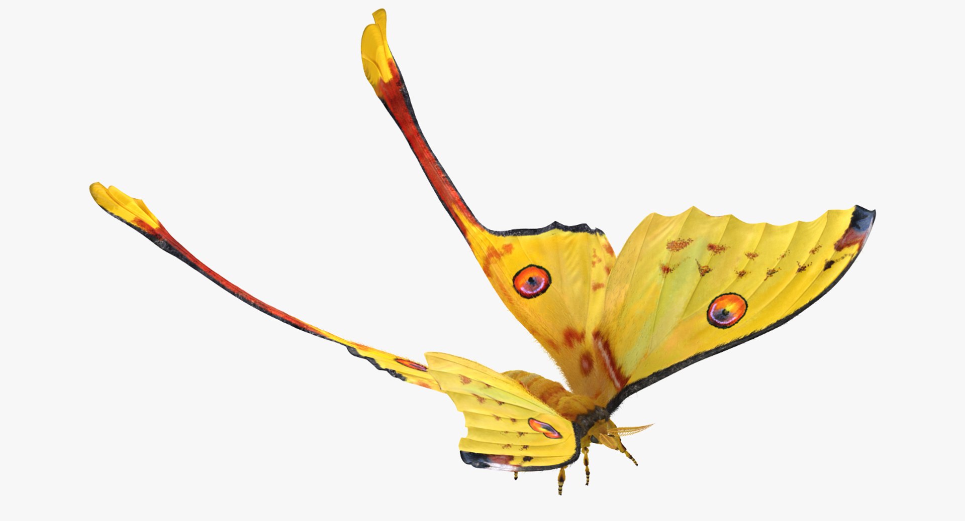 3d Model Comet Moth Flying Pose