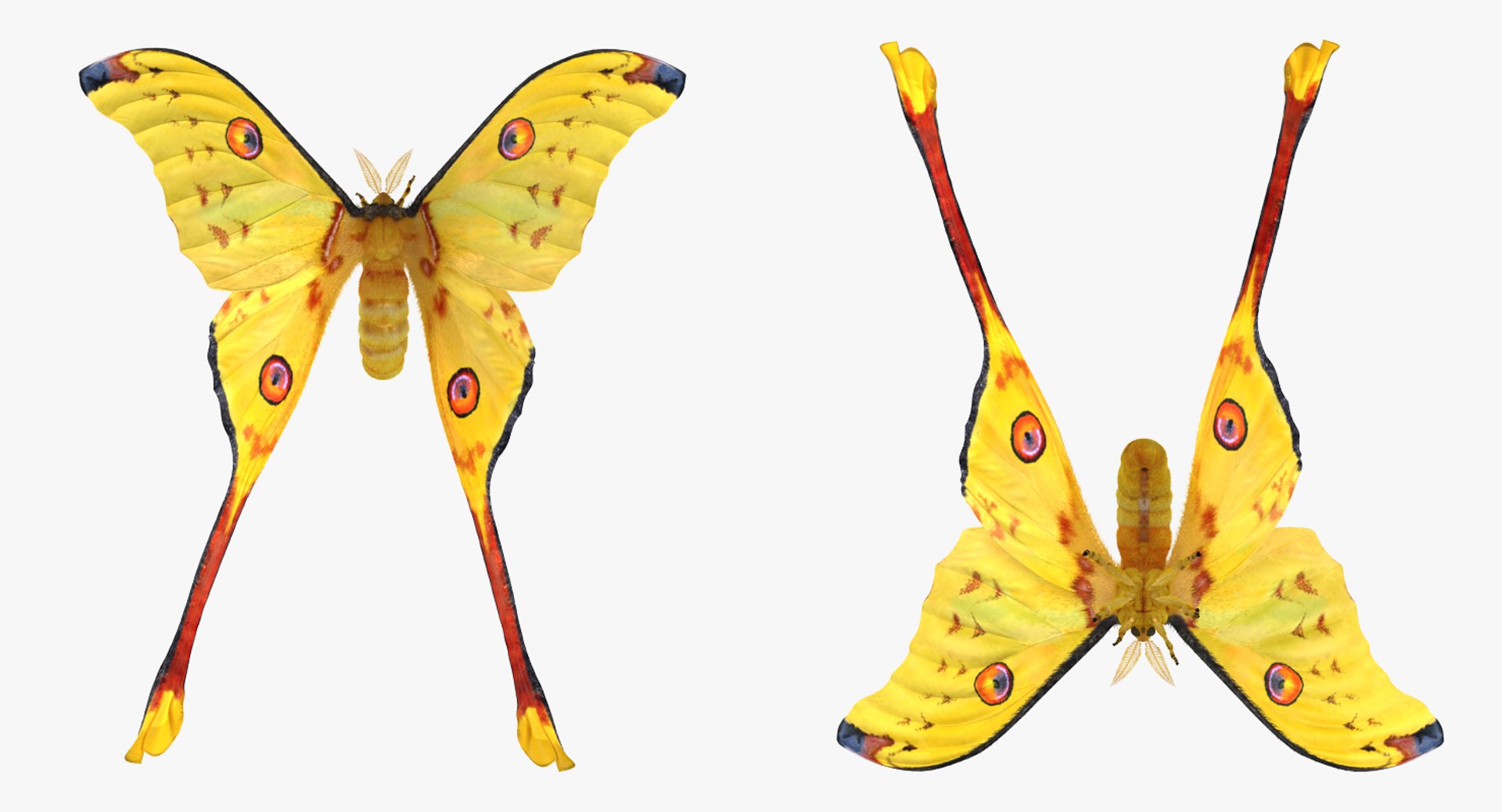 3d Model Comet Moth Flying Pose
