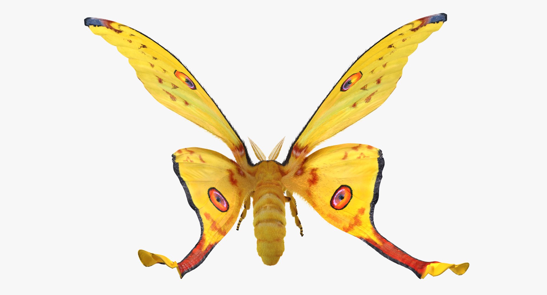 3d Model Comet Moth Flying Pose