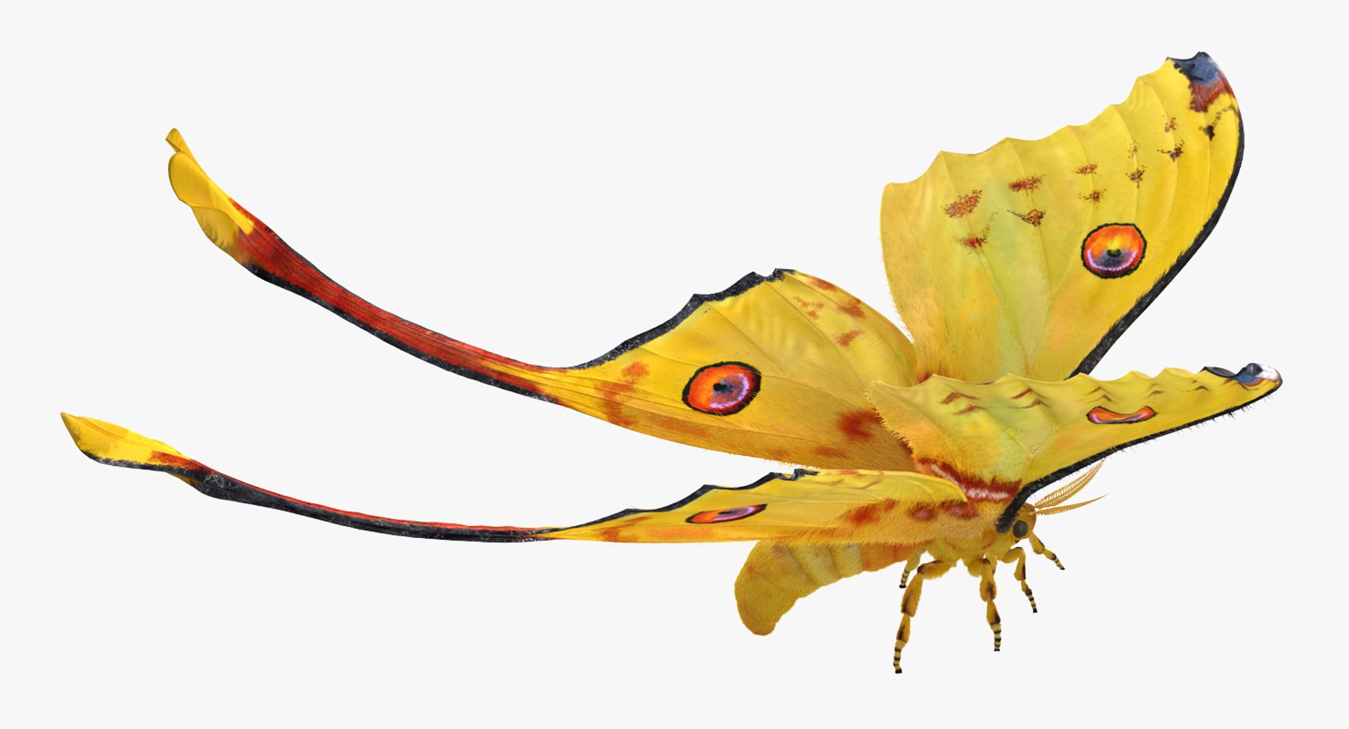 3d Model Comet Moth Flying Pose