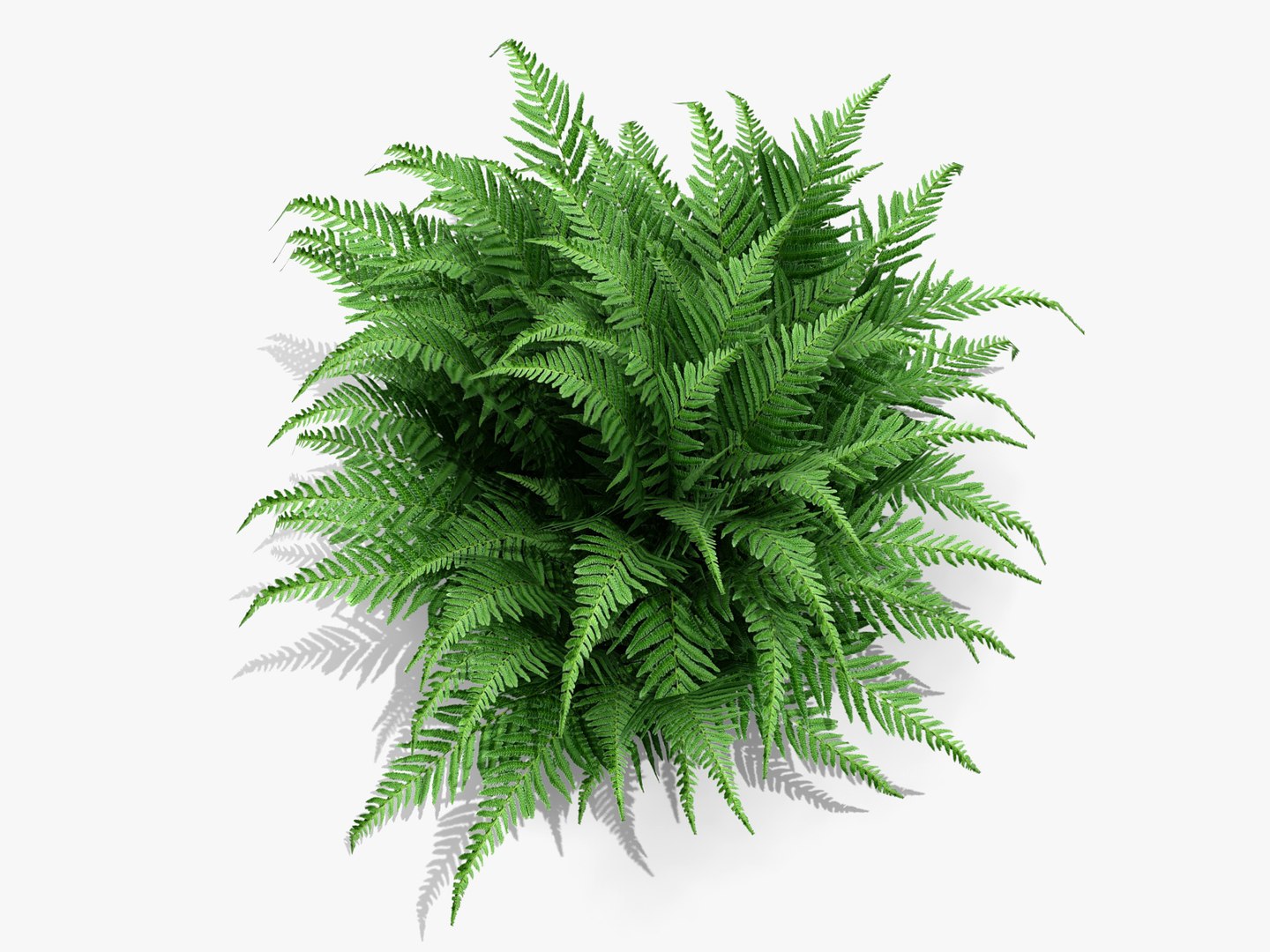 Plant Robust Male Fern Obj