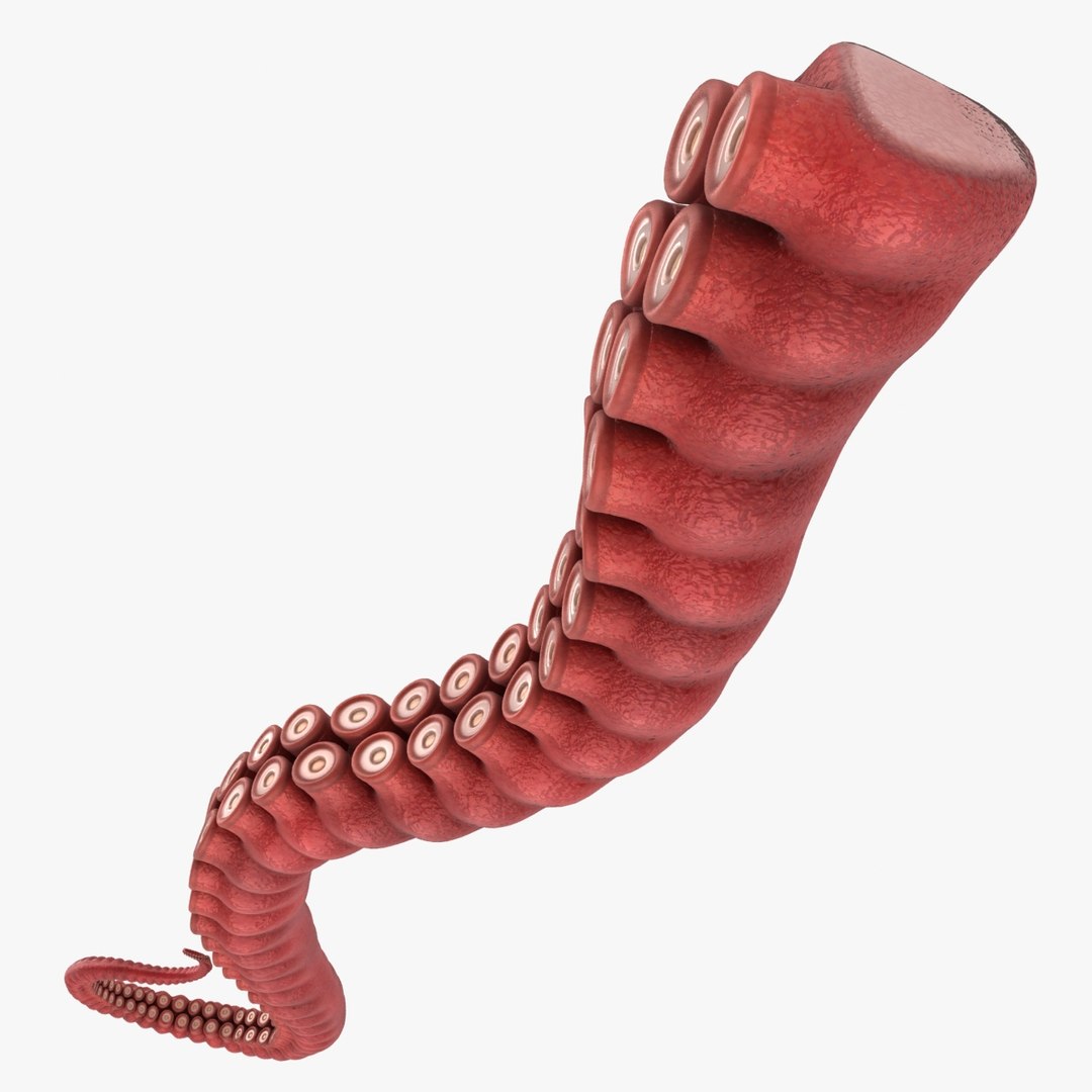 3D Model Realistic Octopus Tentacle Pose - TurboSquid 1227766