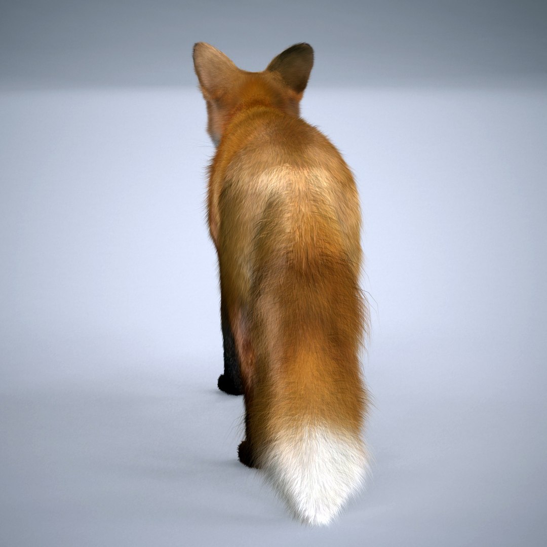 red fox 3d model
