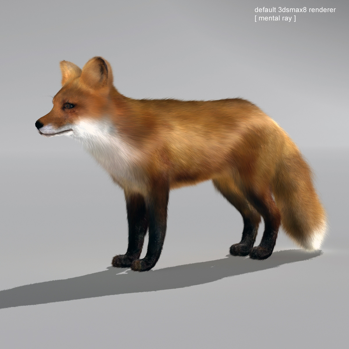 red fox 3d model