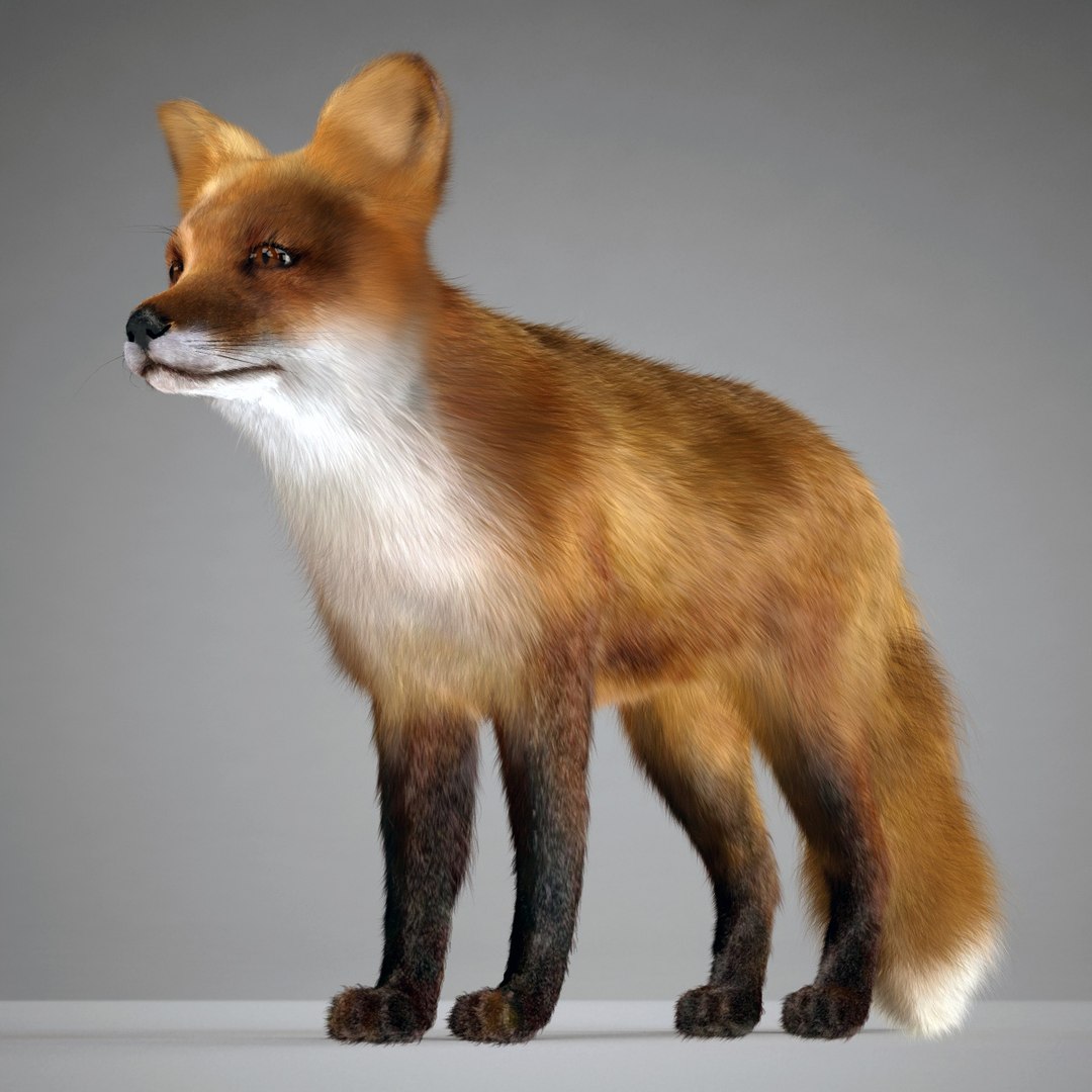 red fox 3d model