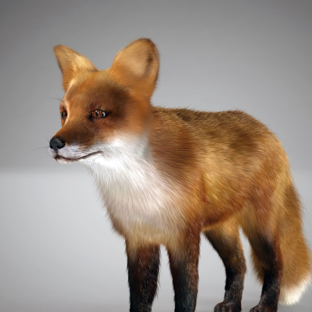 red fox 3d model