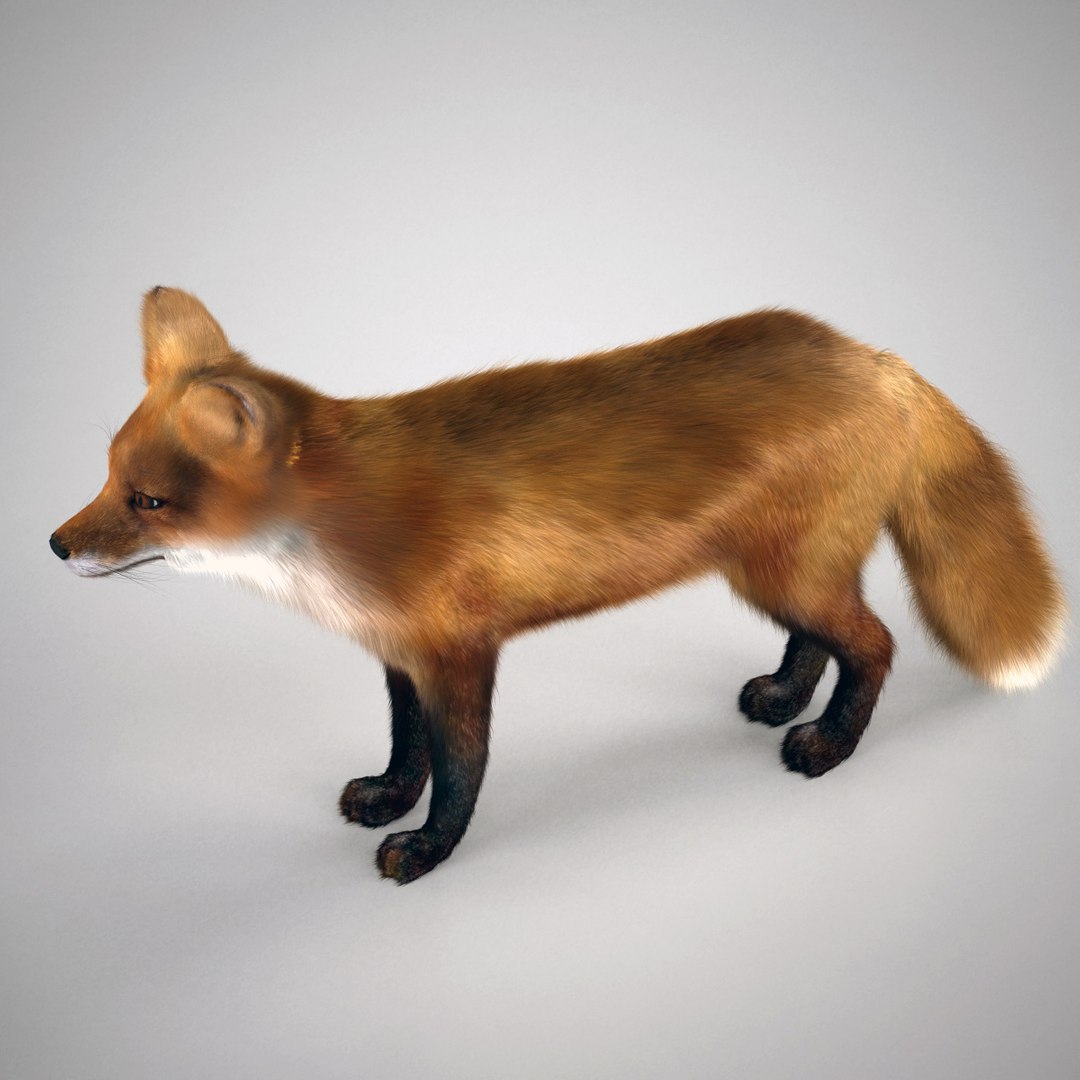 red fox 3d model