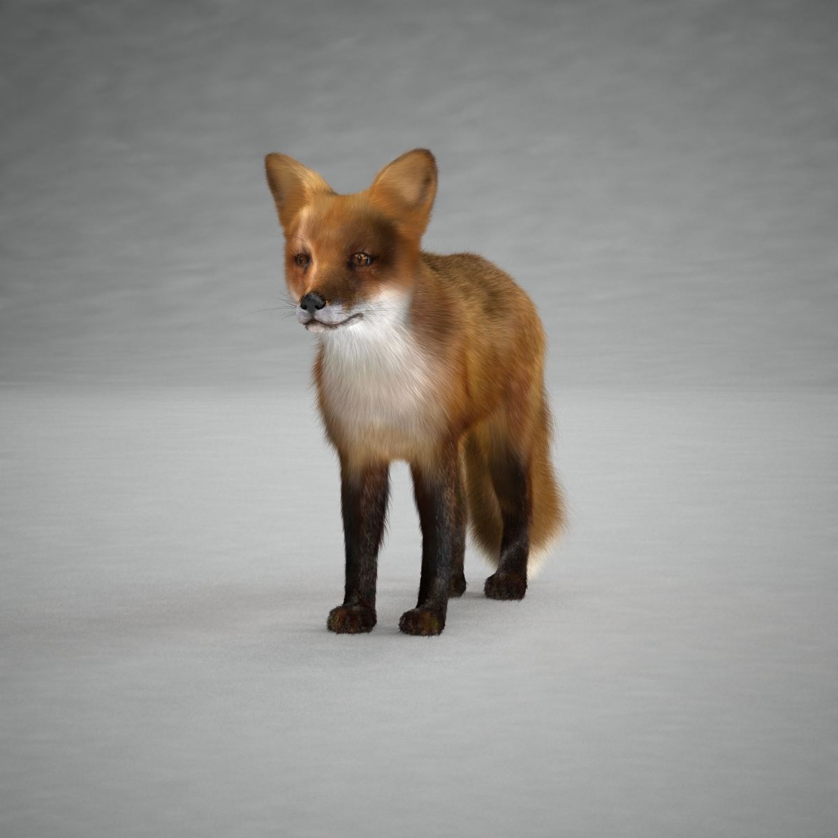 red fox 3d model