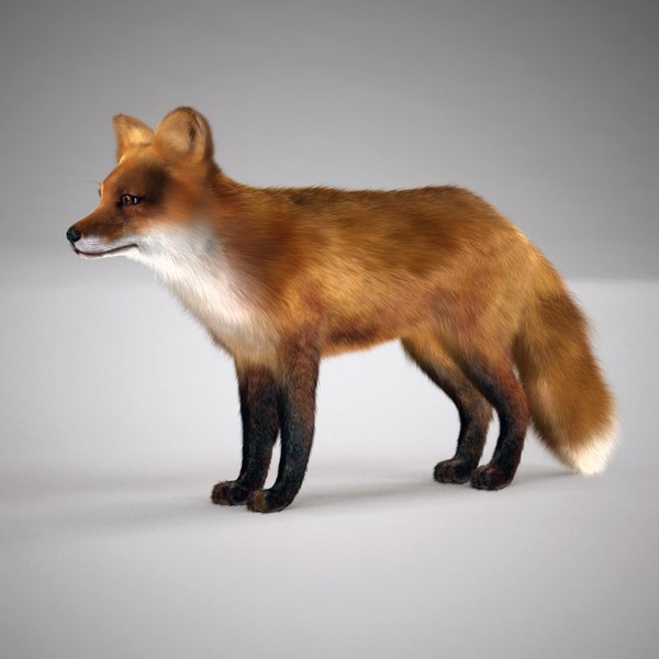 red fox 3d model