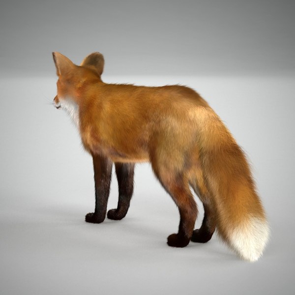red fox 3d model