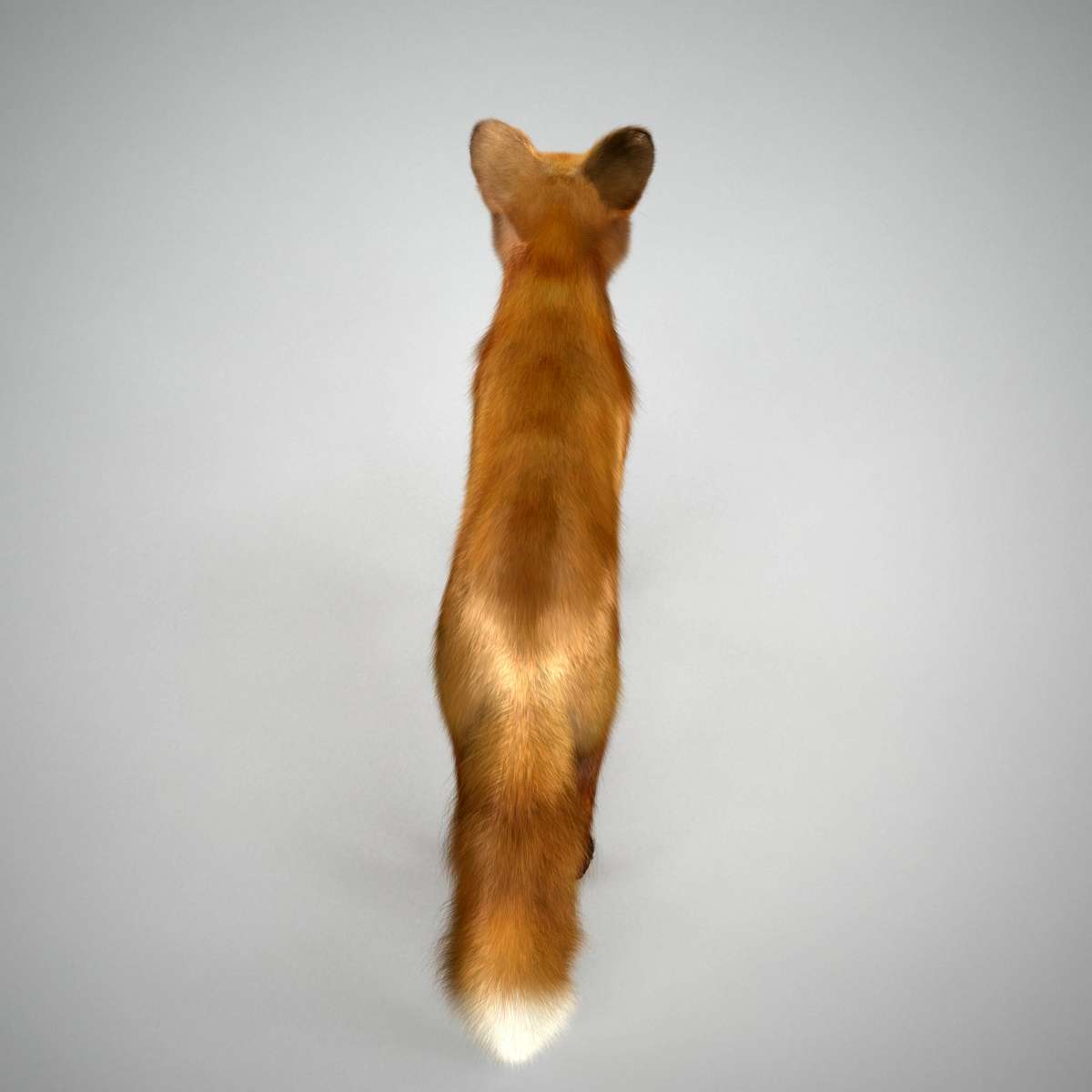red fox 3d model
