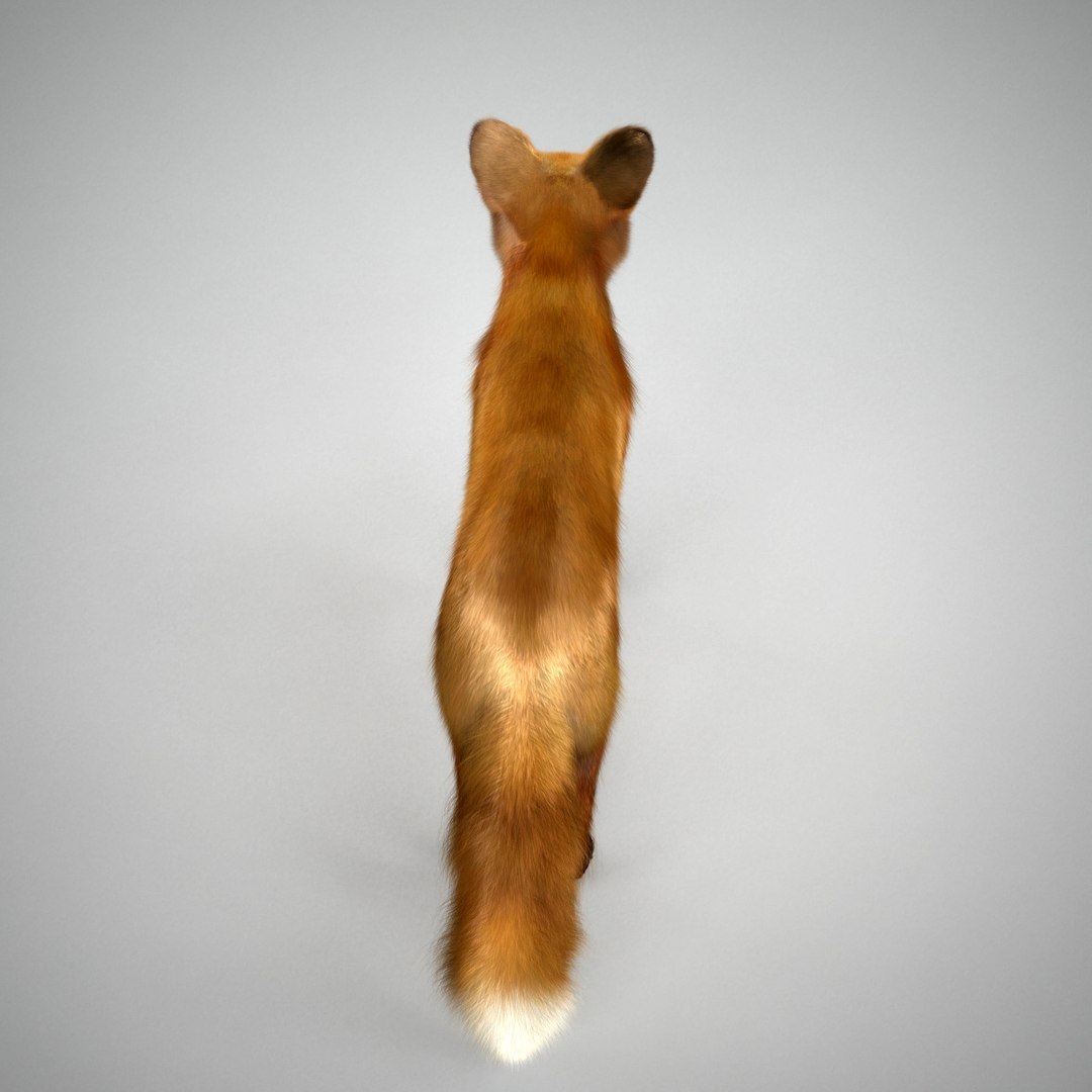 red fox 3d model