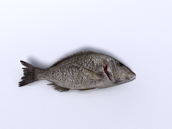Fisch 3D-Modell - TurboSquid 596885