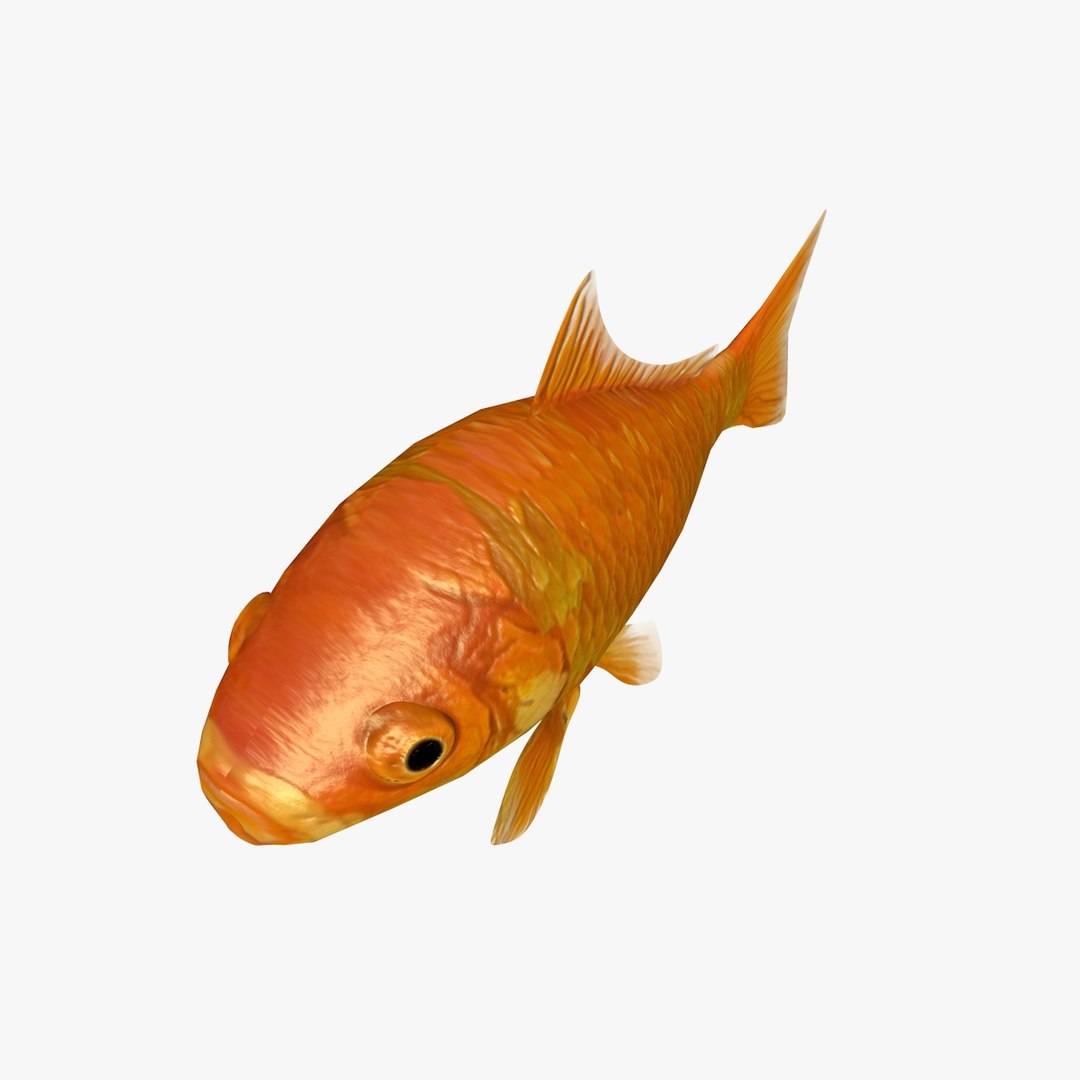 C4d Common Goldfish Animation