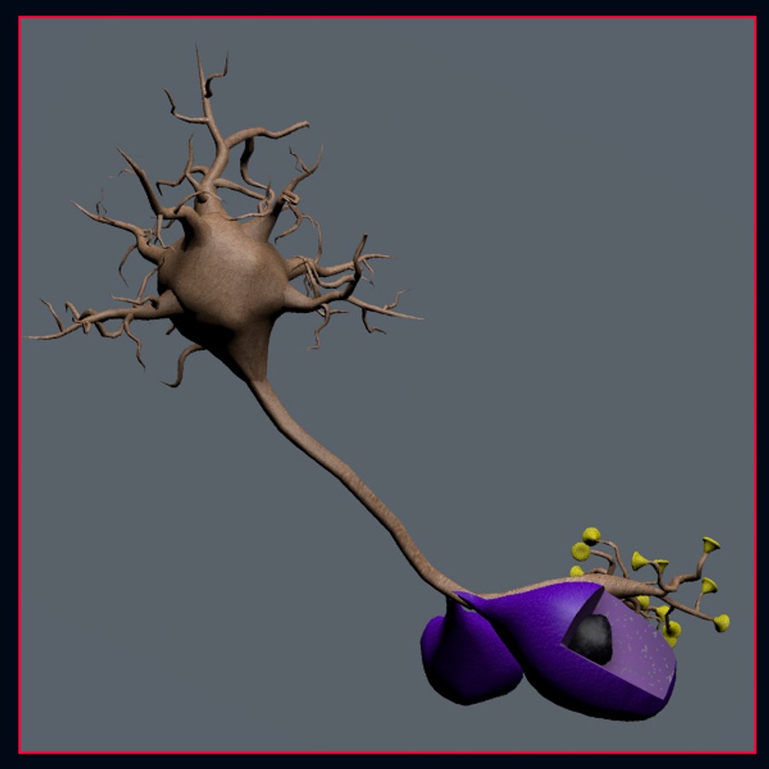 C4d Neuron Anatomy