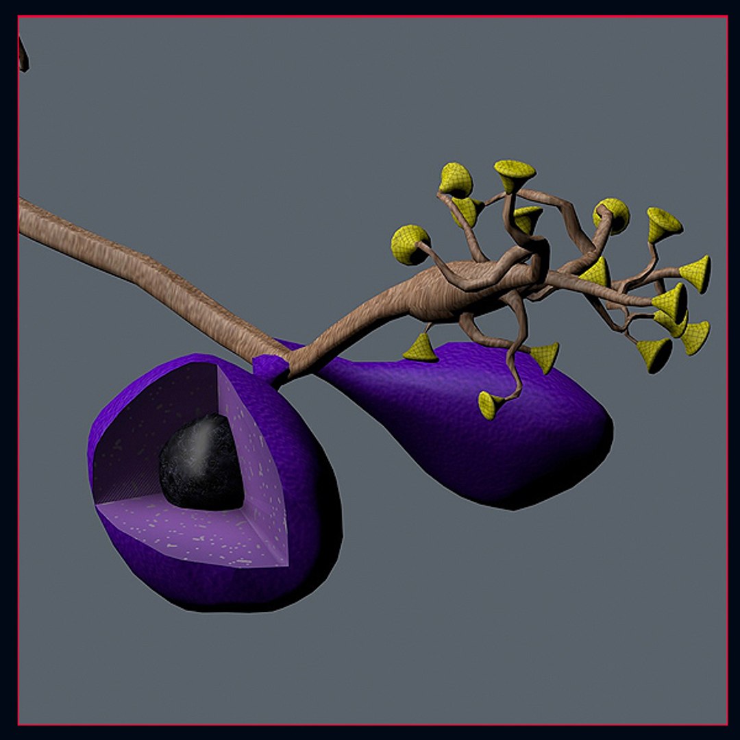 C4d Neuron Anatomy