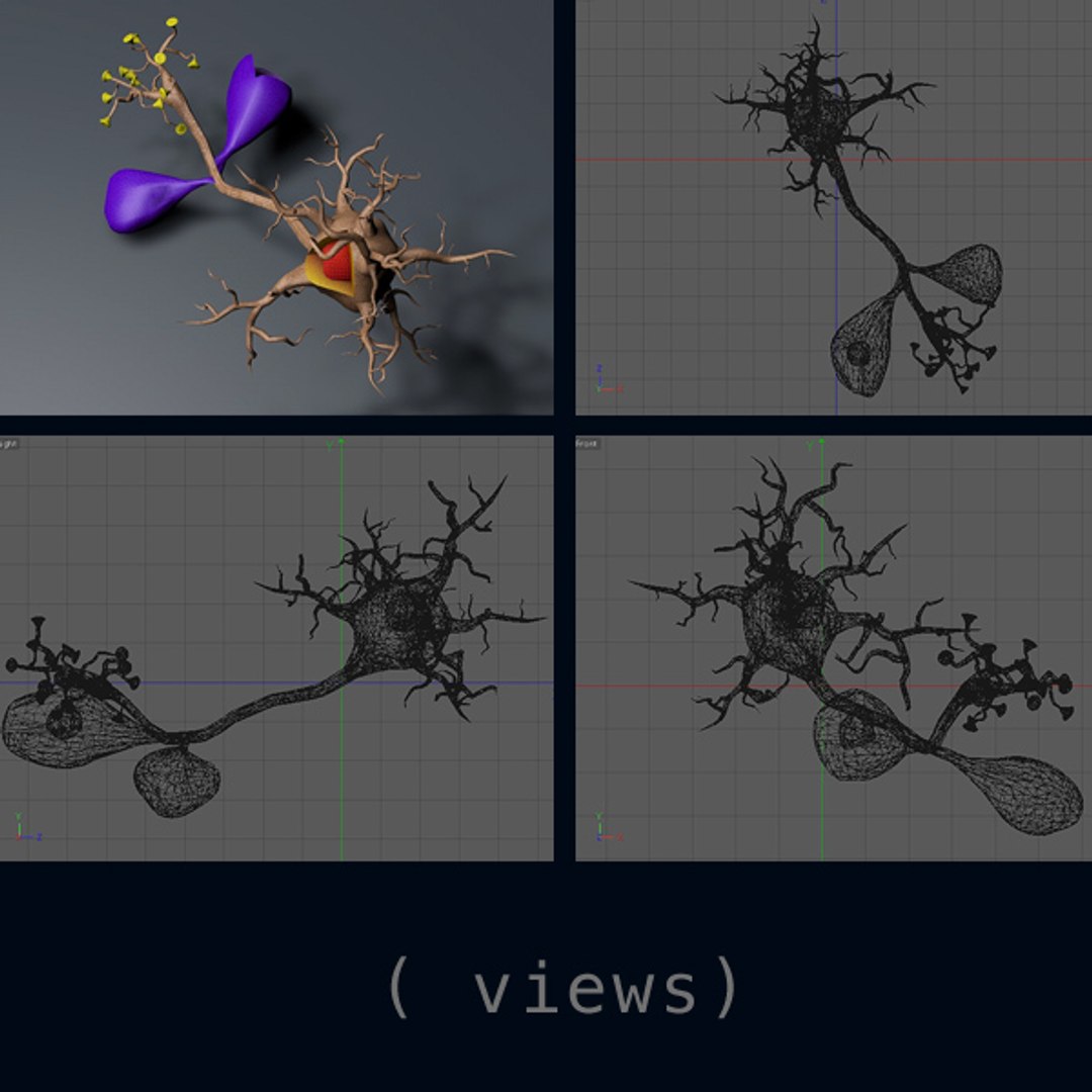 C4d Neuron Anatomy