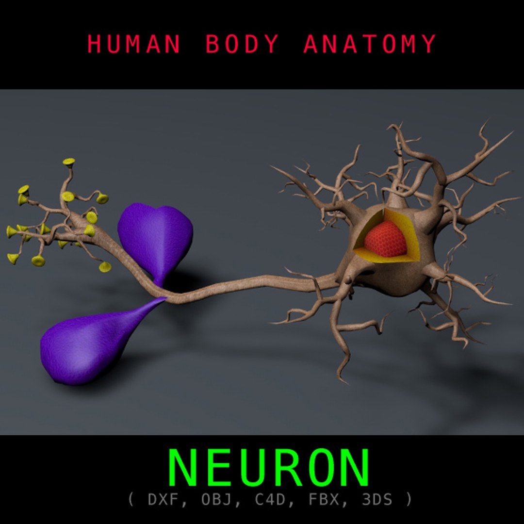 C4d Neuron Anatomy