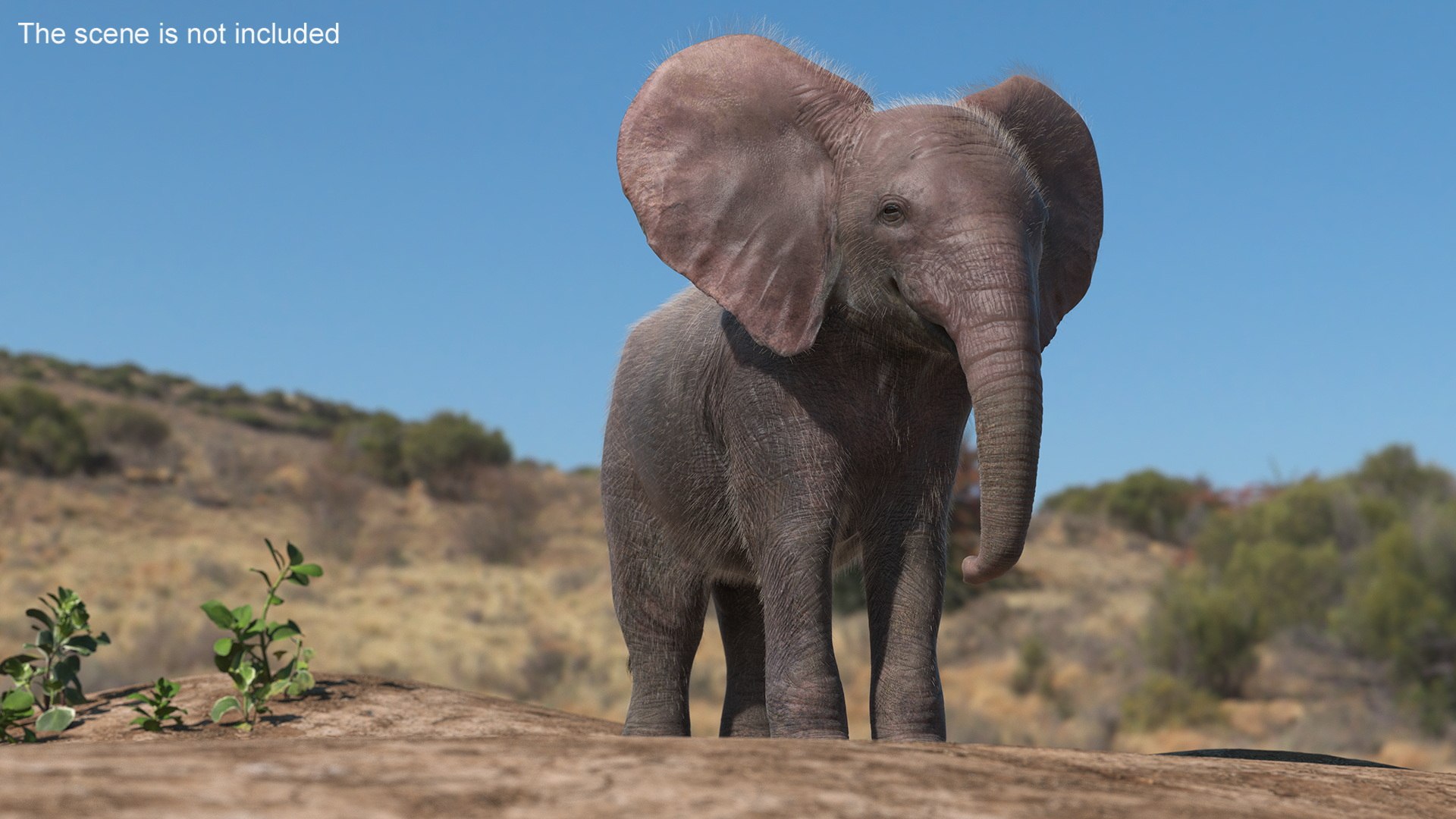 Baby Elephant Rigged Fur 3D Model - TurboSquid 2342560