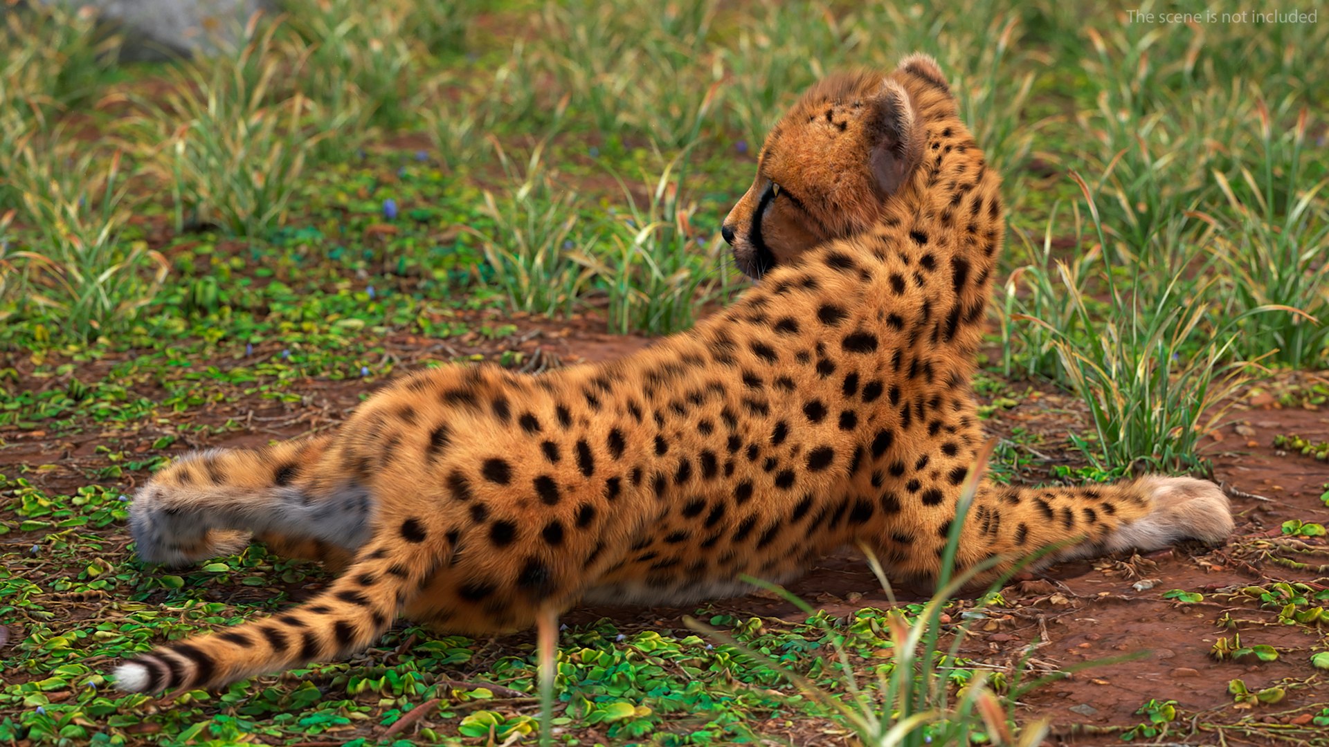 Cheetah Cub Fur Rigged 3D Model - TurboSquid 2359079
