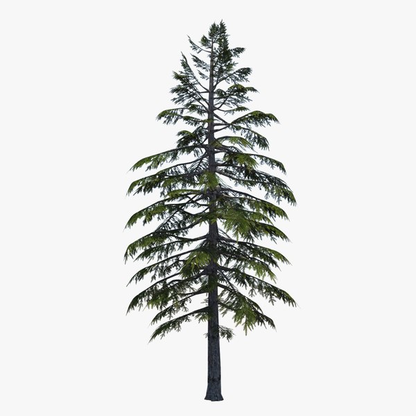 spruce tree max