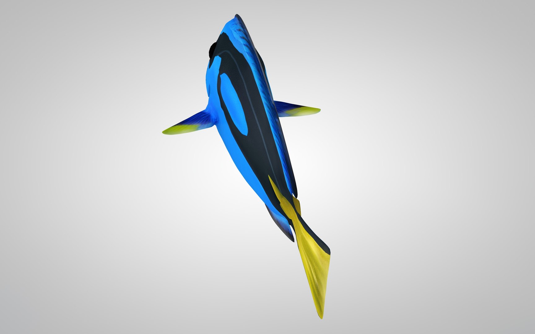 Blue - 3d Model