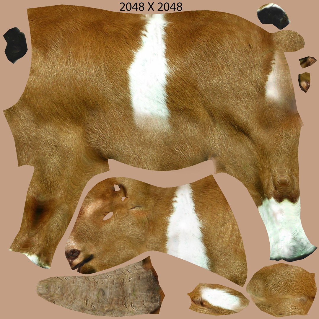 Domestic Goat 3d Obj