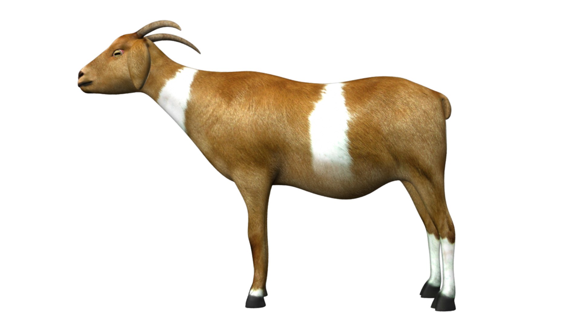 Domestic Goat 3d Obj