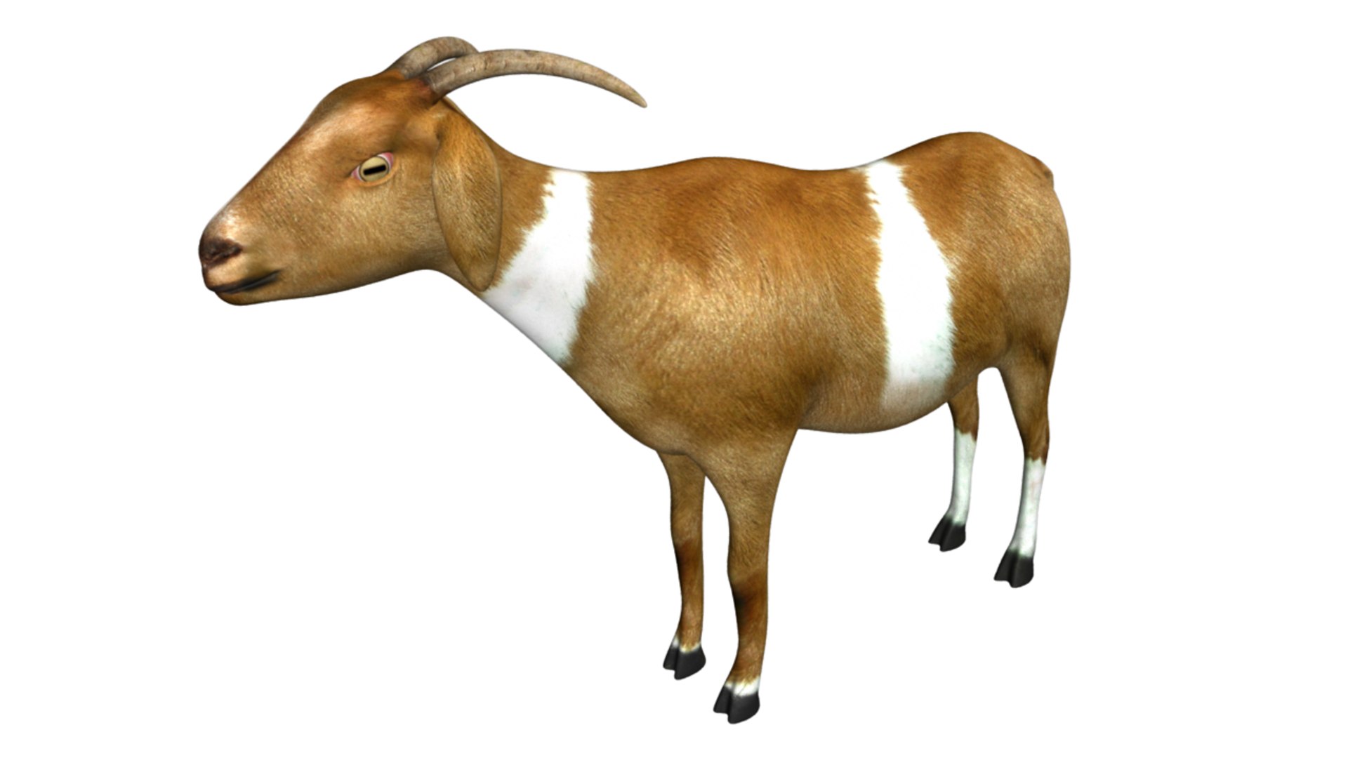 Domestic Goat 3d Obj