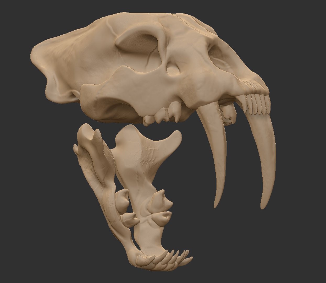 Saber Tooth Skull Game Ready 3D - TurboSquid 2014938