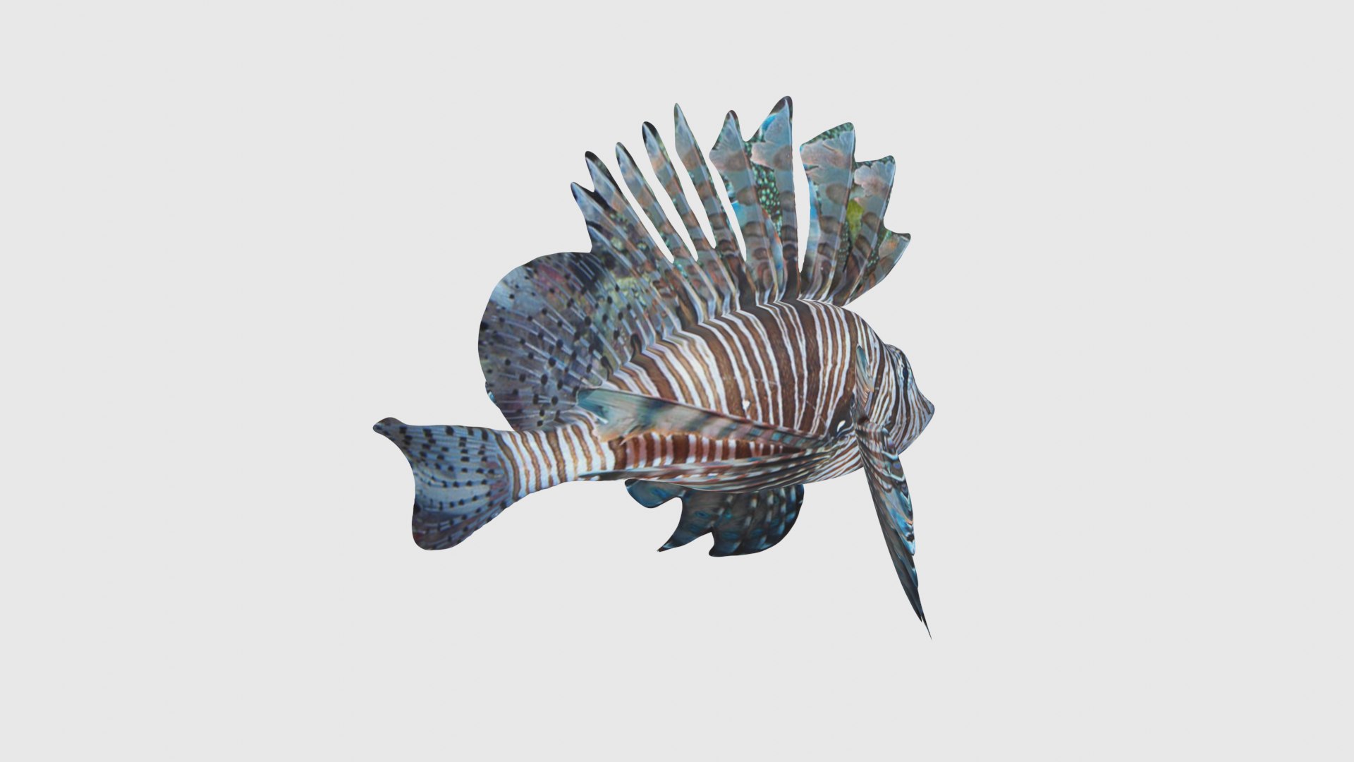 Low Poly Lionfish Rigged With Realistic Texture 3D Model - TurboSquid ...