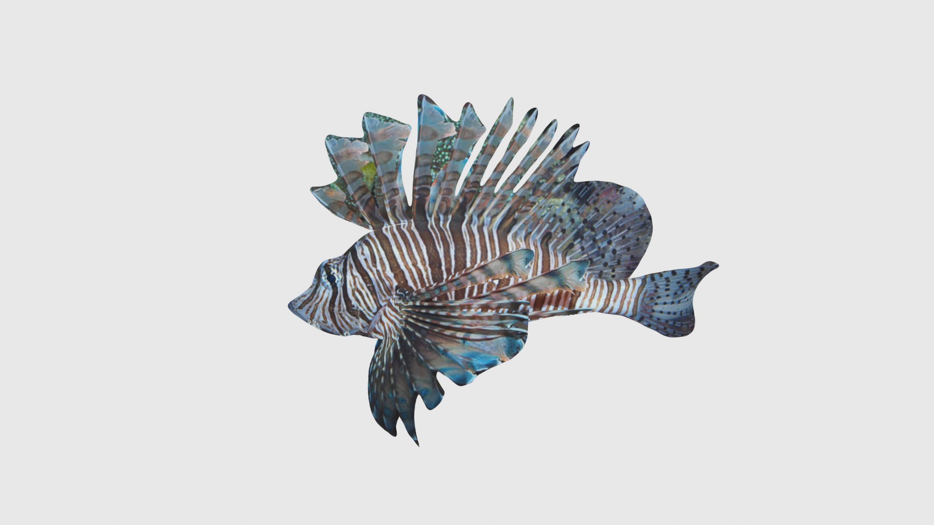 Low Poly Lionfish Rigged With Realistic Texture 3D Model - TurboSquid ...