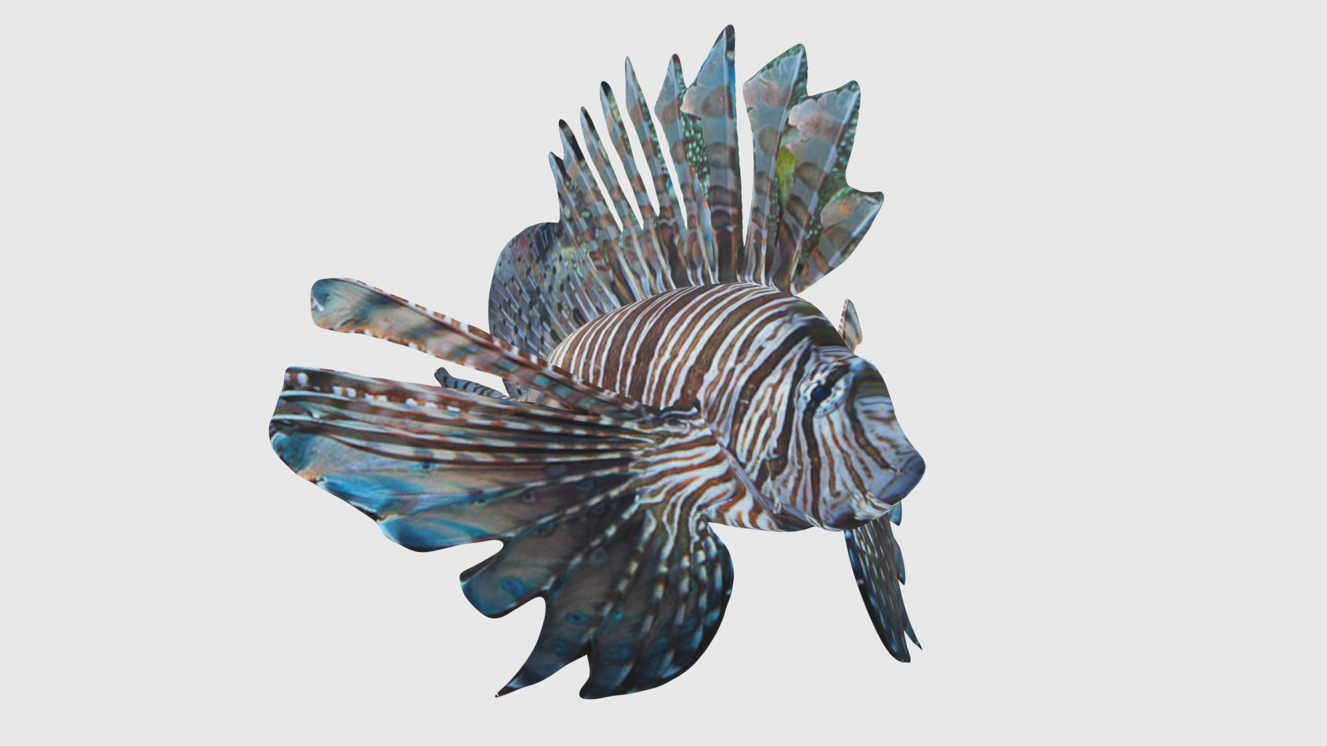 Low Poly Lionfish Rigged With Realistic Texture 3D Model - TurboSquid ...
