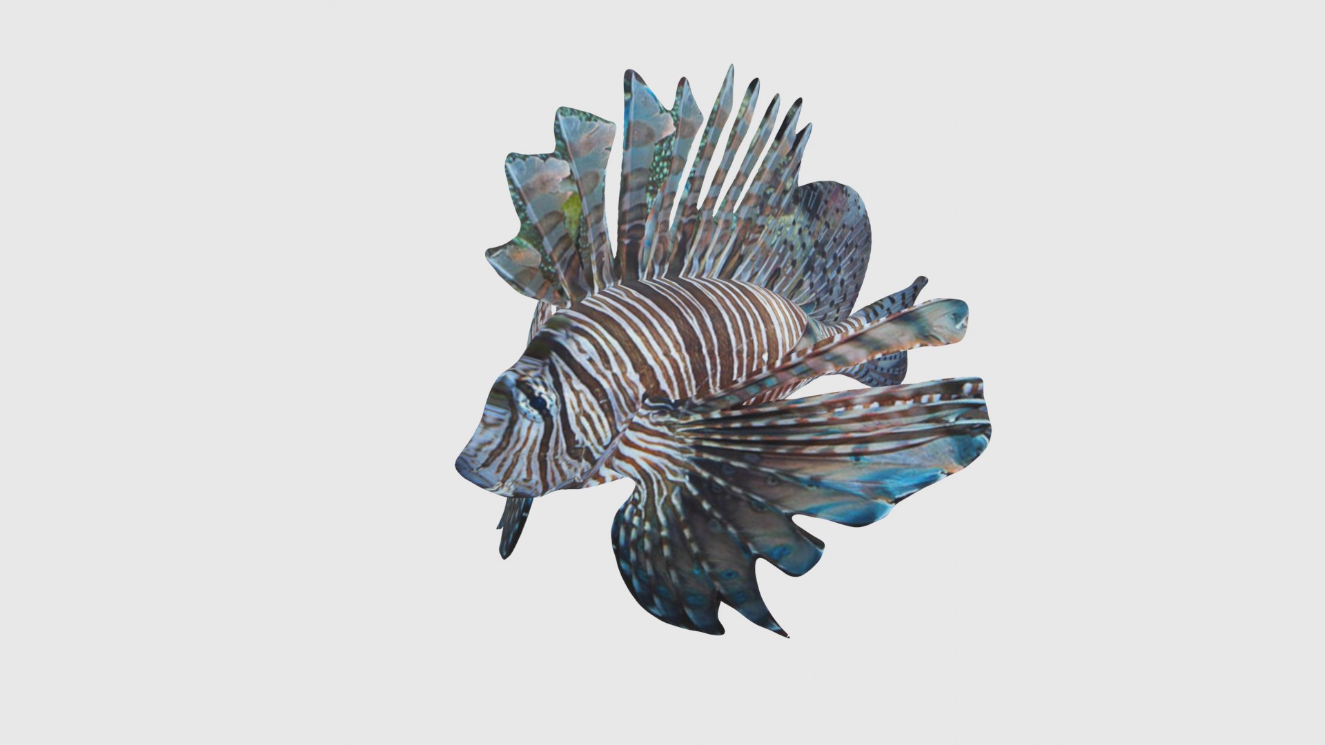 Low Poly Lionfish Rigged With Realistic Texture 3D Model - TurboSquid ...