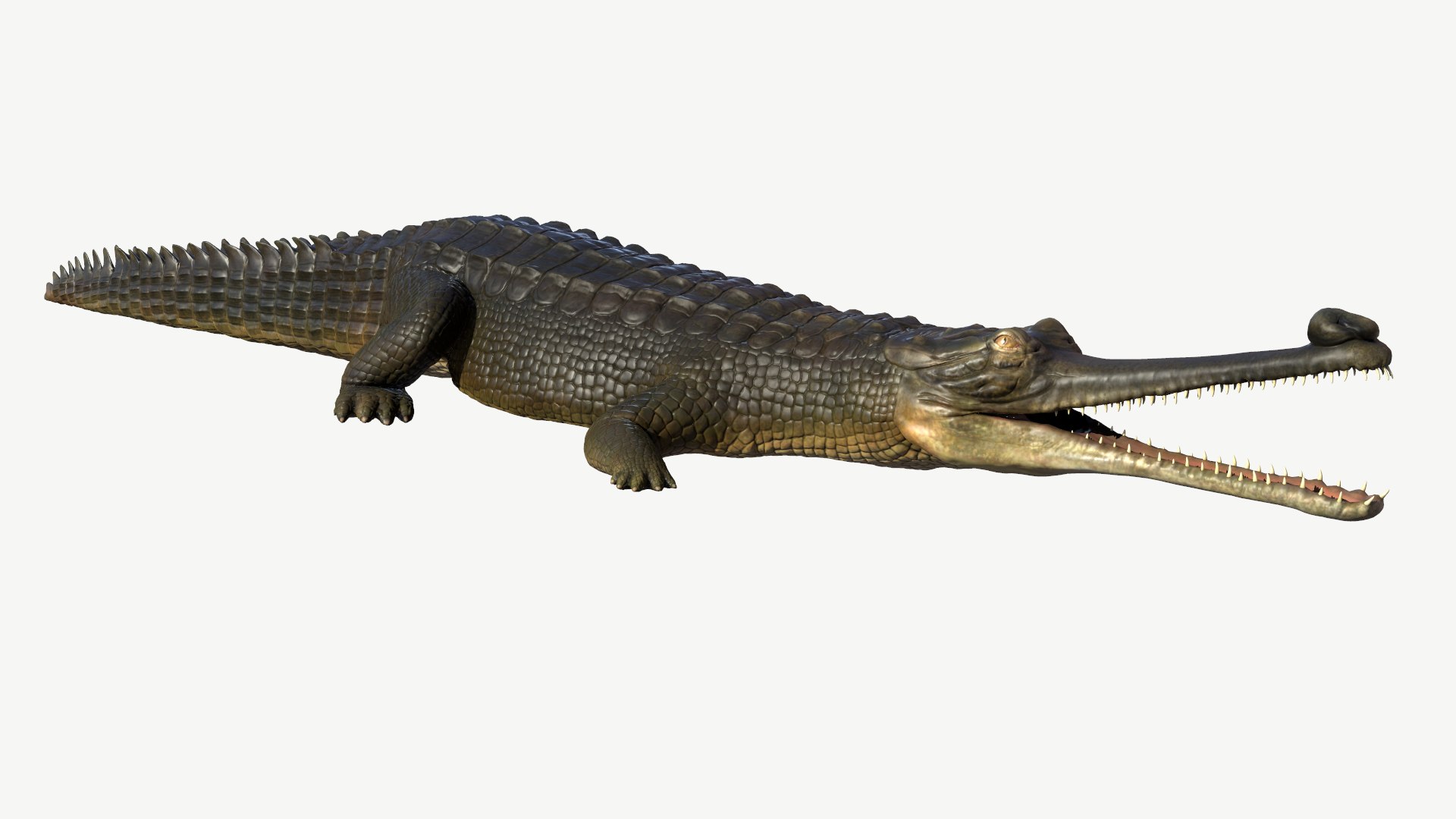3d model gharial crocodile