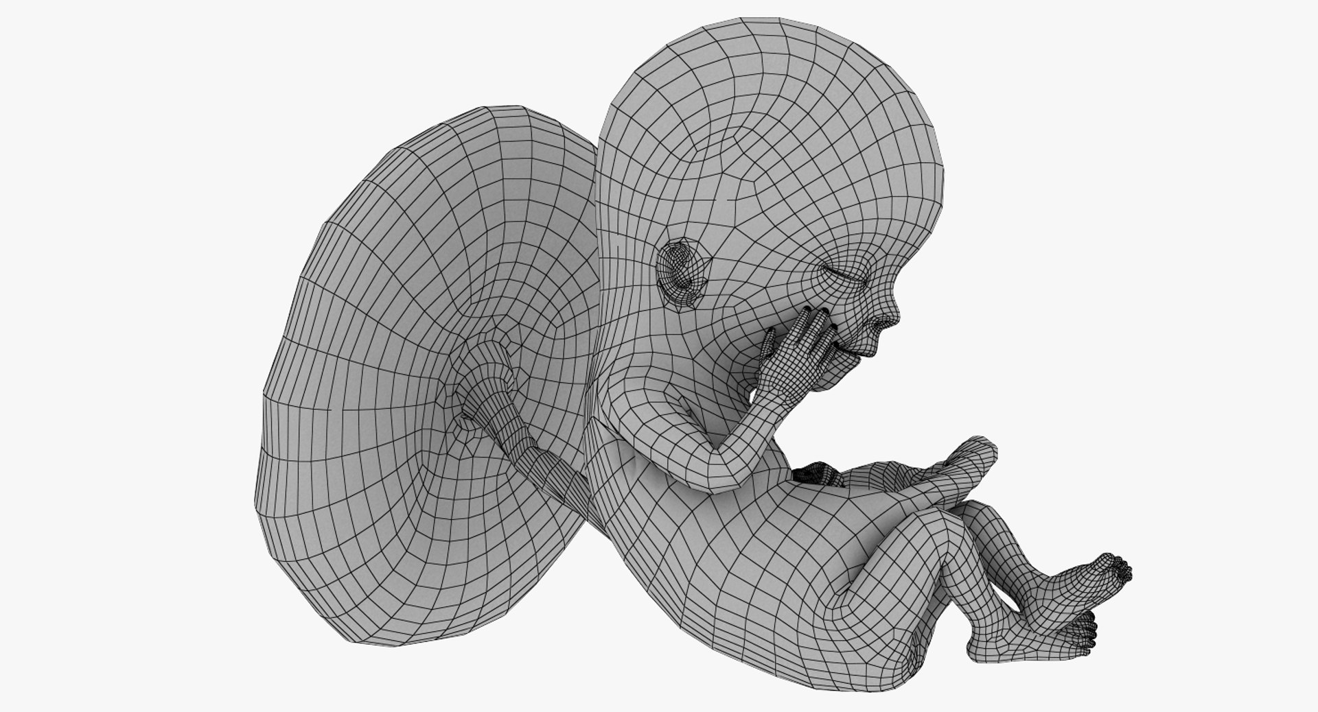 3D Fetus Week 12 Model - TurboSquid 1223406