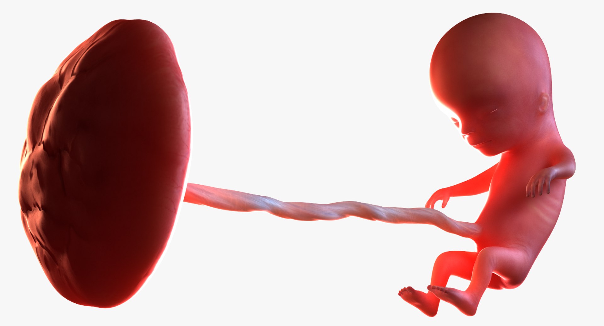 3D Fetus Week 12 Model - TurboSquid 1223406