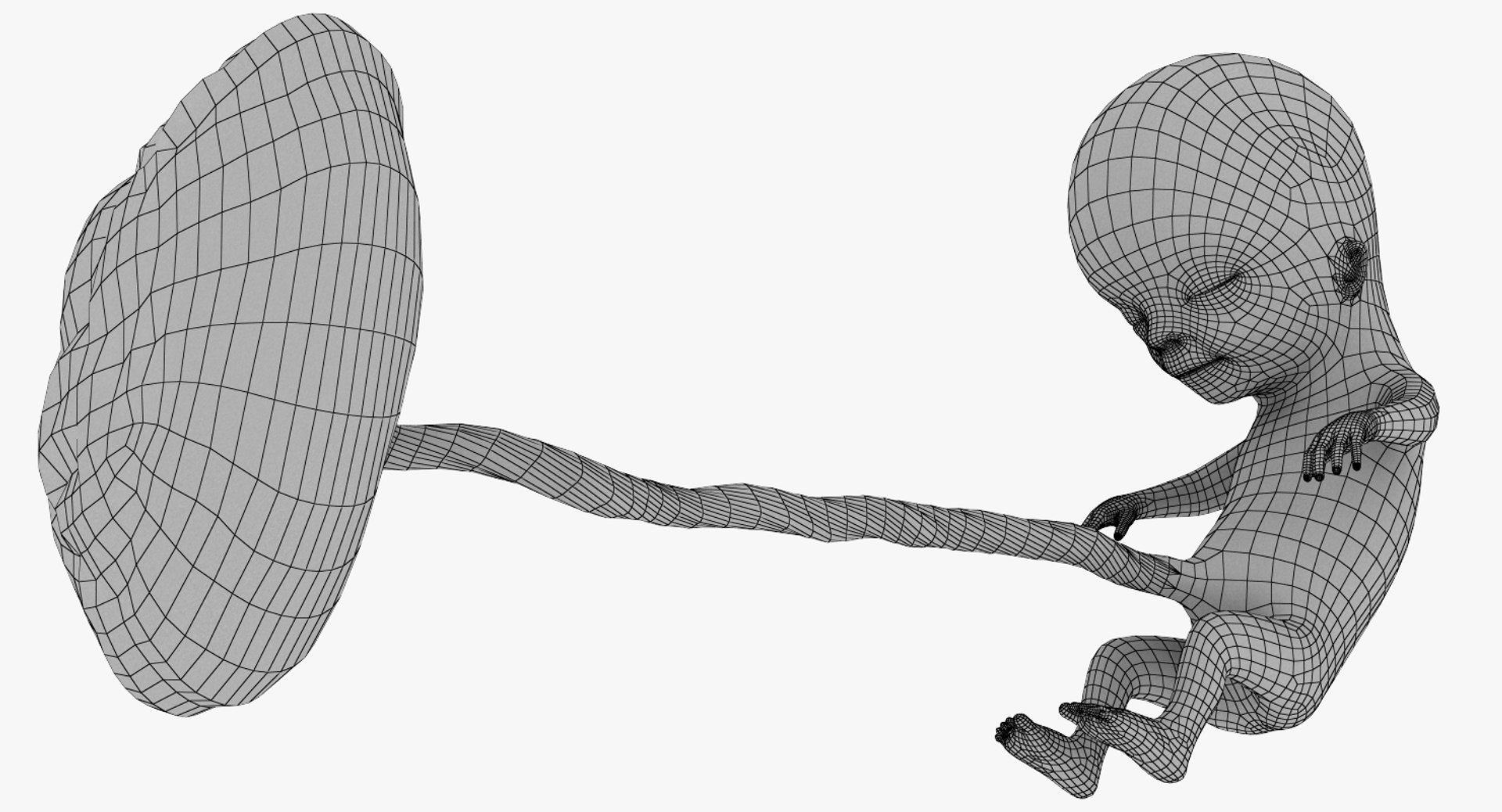 3D Fetus Week 12 Model - TurboSquid 1223406