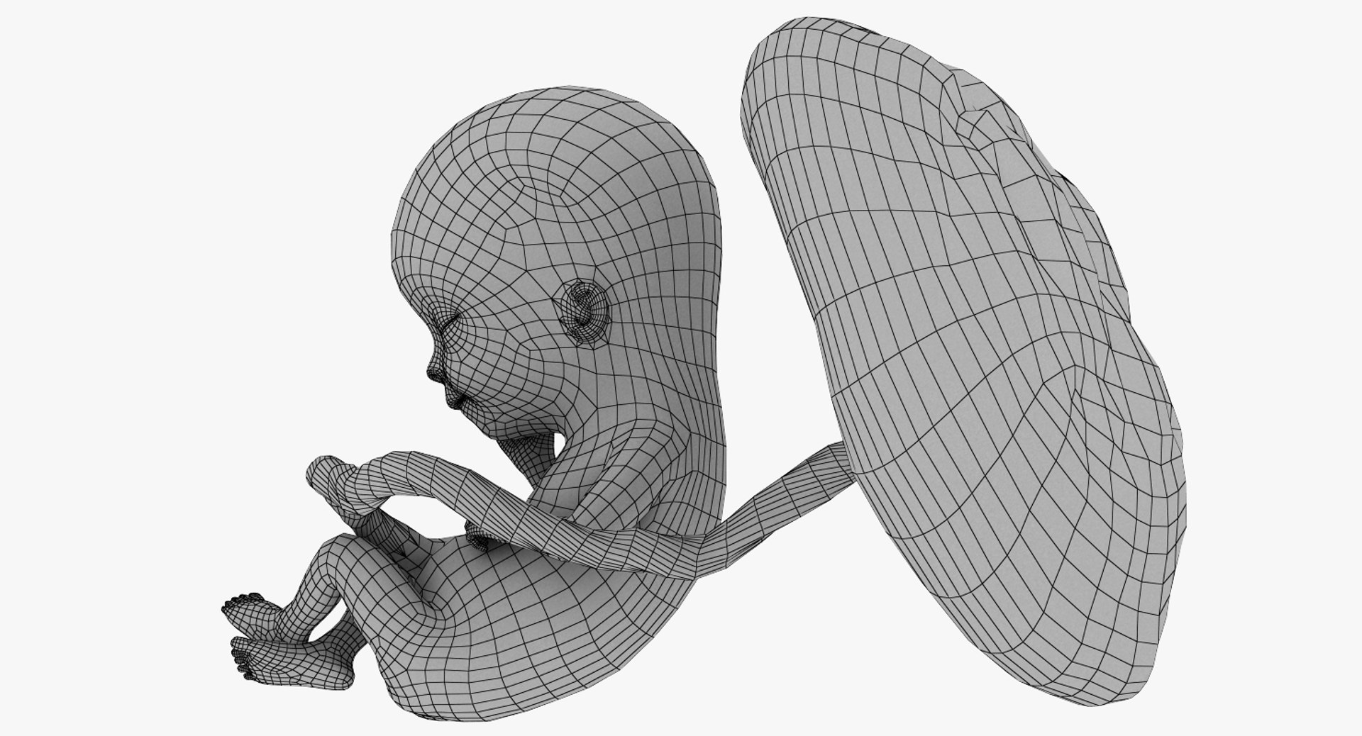 3D Fetus Week 12 Model - TurboSquid 1223406