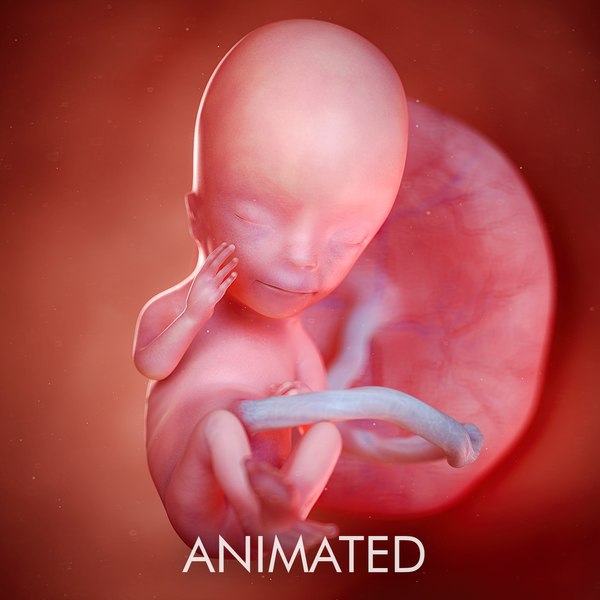 Fetus 3D Models for Download | TurboSquid