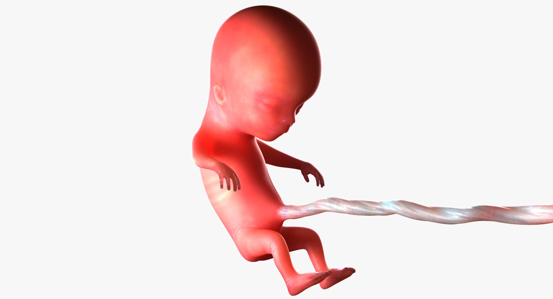 3D Fetus Week 12 Model - TurboSquid 1223406